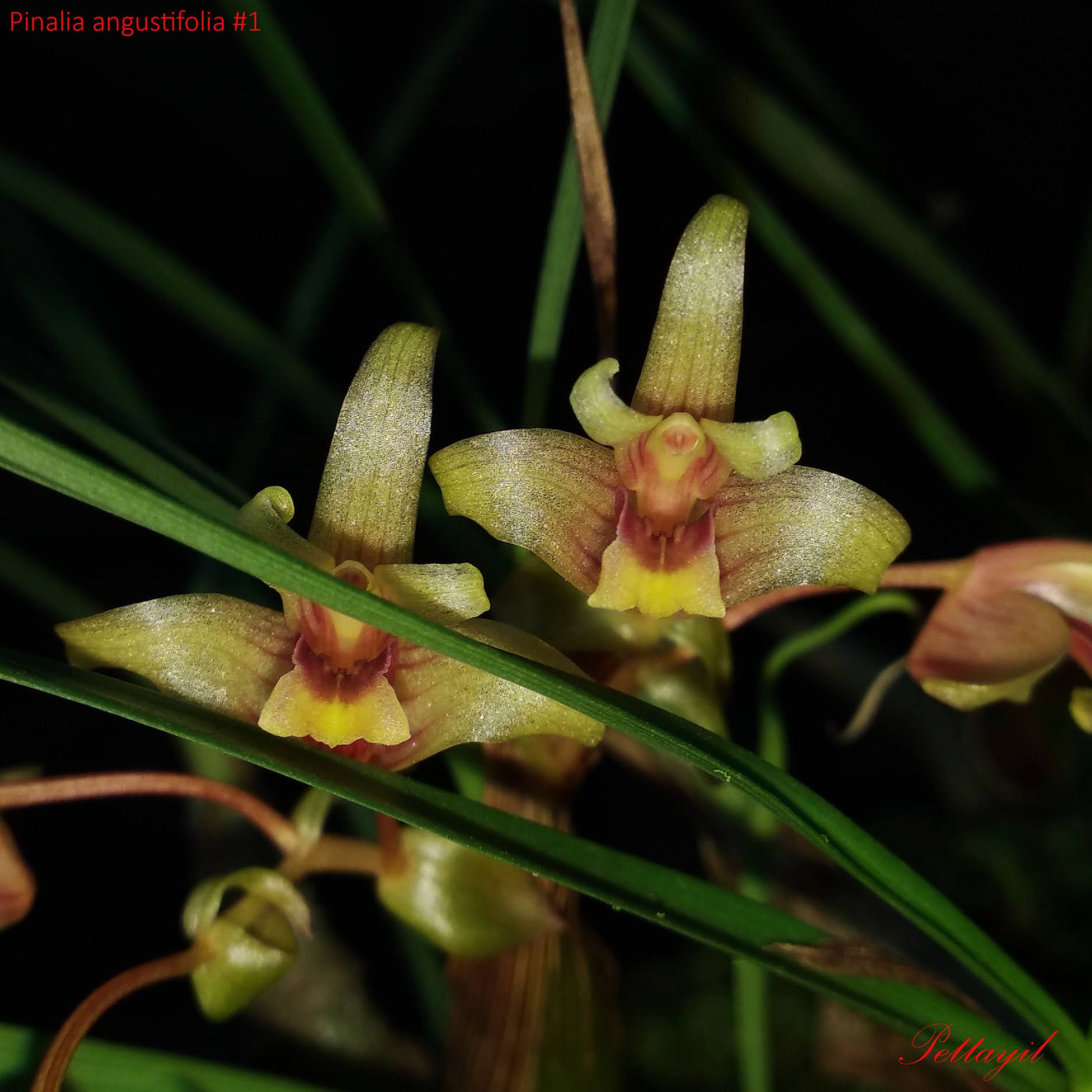 Pinalia angustifolia