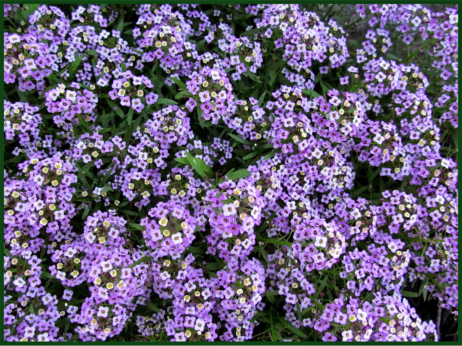 Over The Garden Gate: Alyssum, my favorite ground cover.....