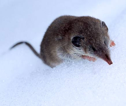 El mundo animal y la naturaleza: Musaraña