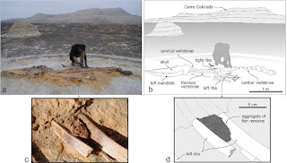 The Coastal Paleontologist: 2015 in review: Advances in marine mammal ...