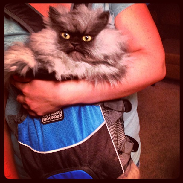 Colonel Meow is the world's angriest cat (15 pics) | Amazing Creatures