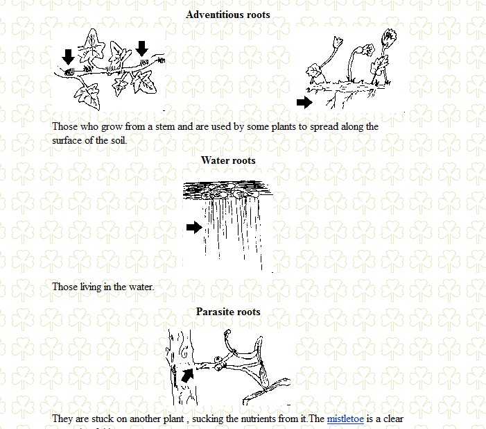 BIOLOJOY: Roots and Types of roots