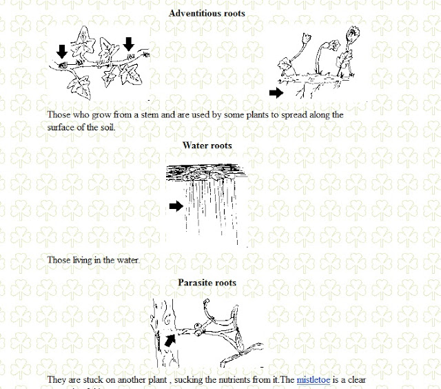 BIOLOJOY: Roots and Types of roots