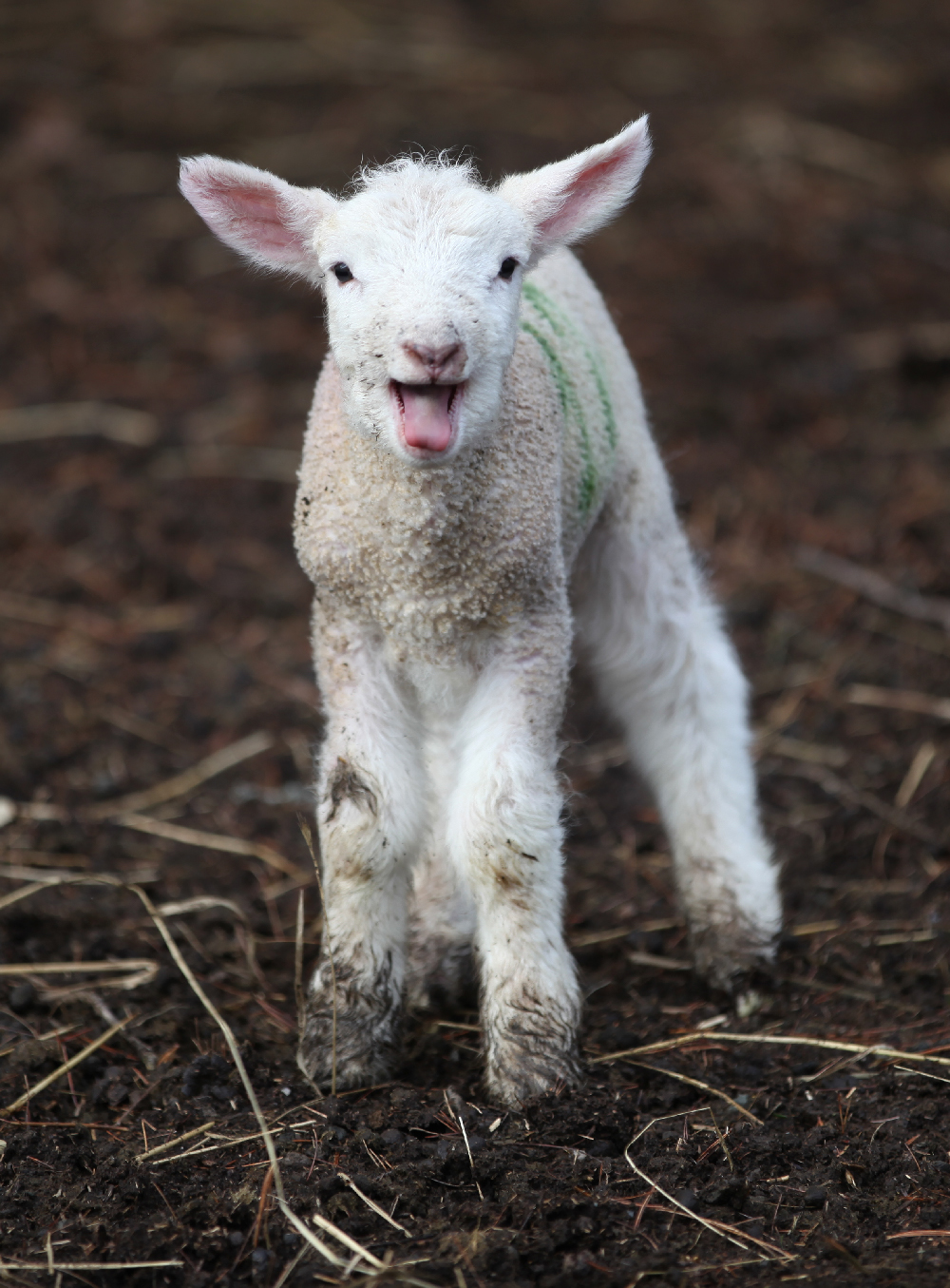 Getting Stitched on the Farm: So Cute