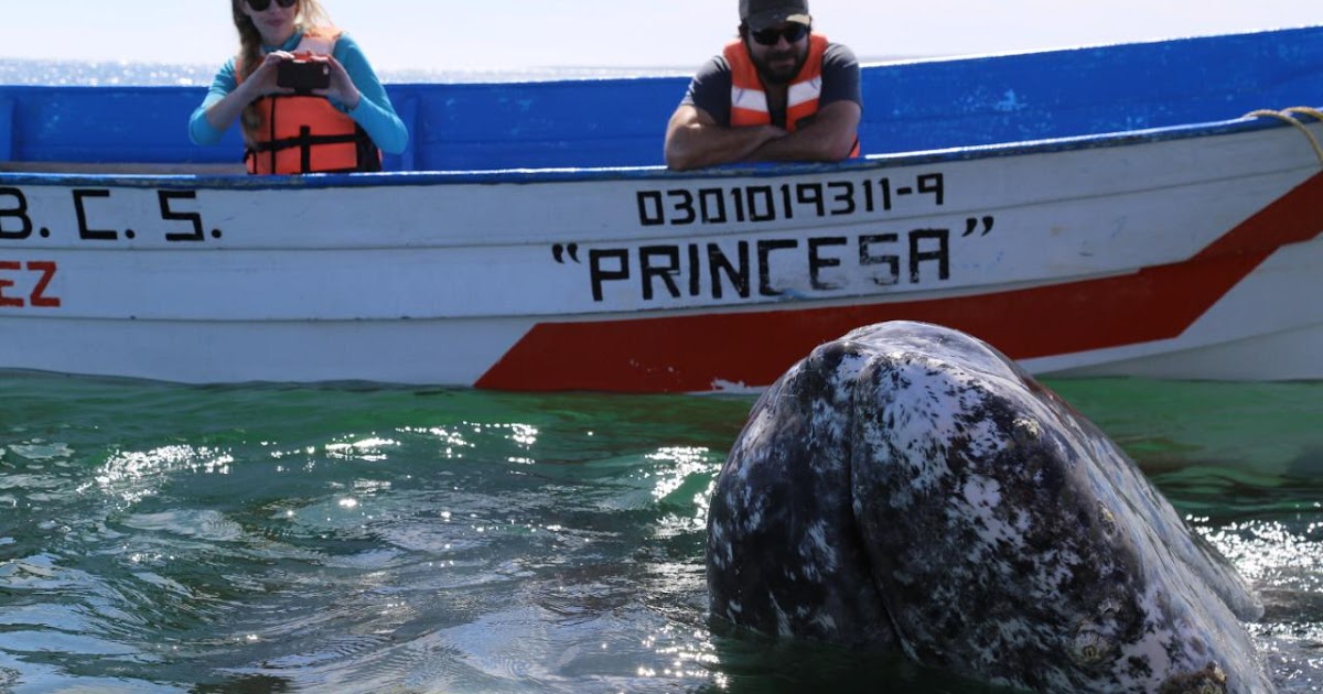 TODO LISTO PARA EL FESTIVAL DE LA BALLENA GRIS 2019