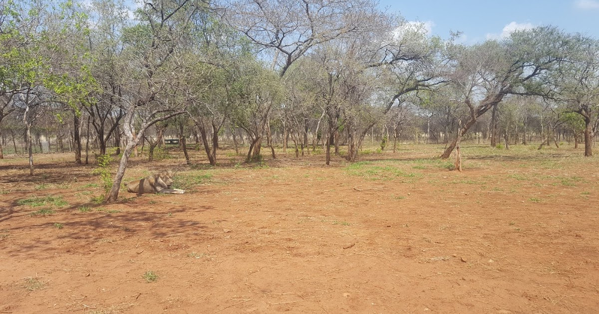 Immeasurably More: Simba