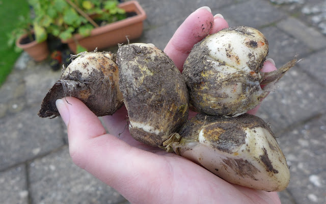 Basicallyitsgrowing: Splitting allium bulbs and digging up the lawn