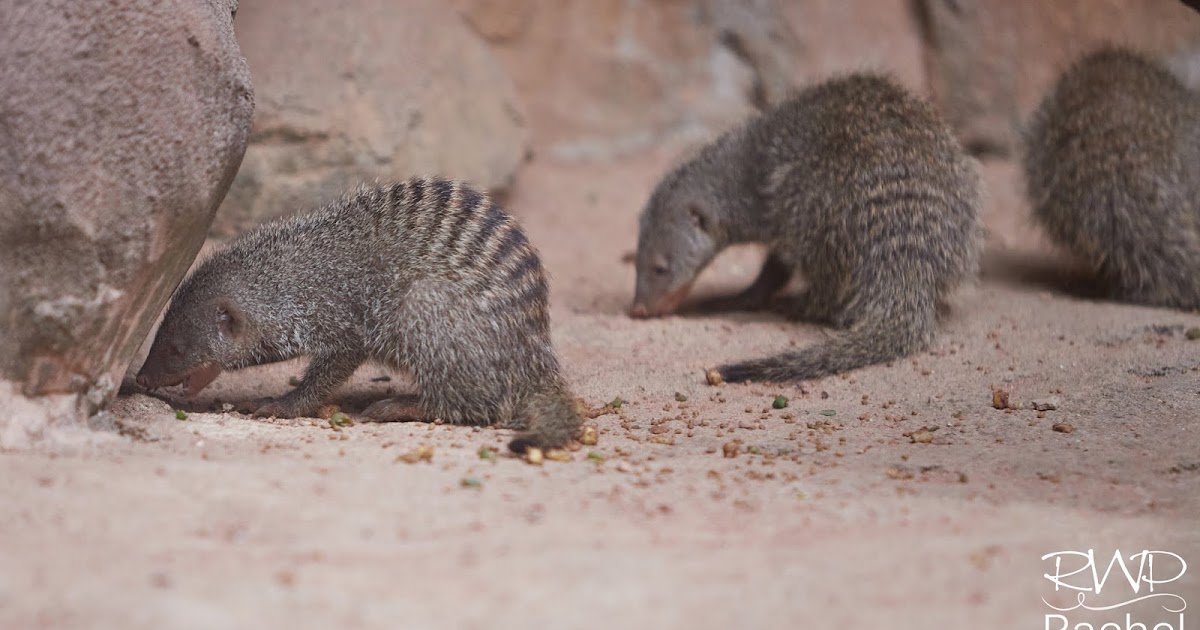 RWP Wildlife: Banded Mongoose Babies