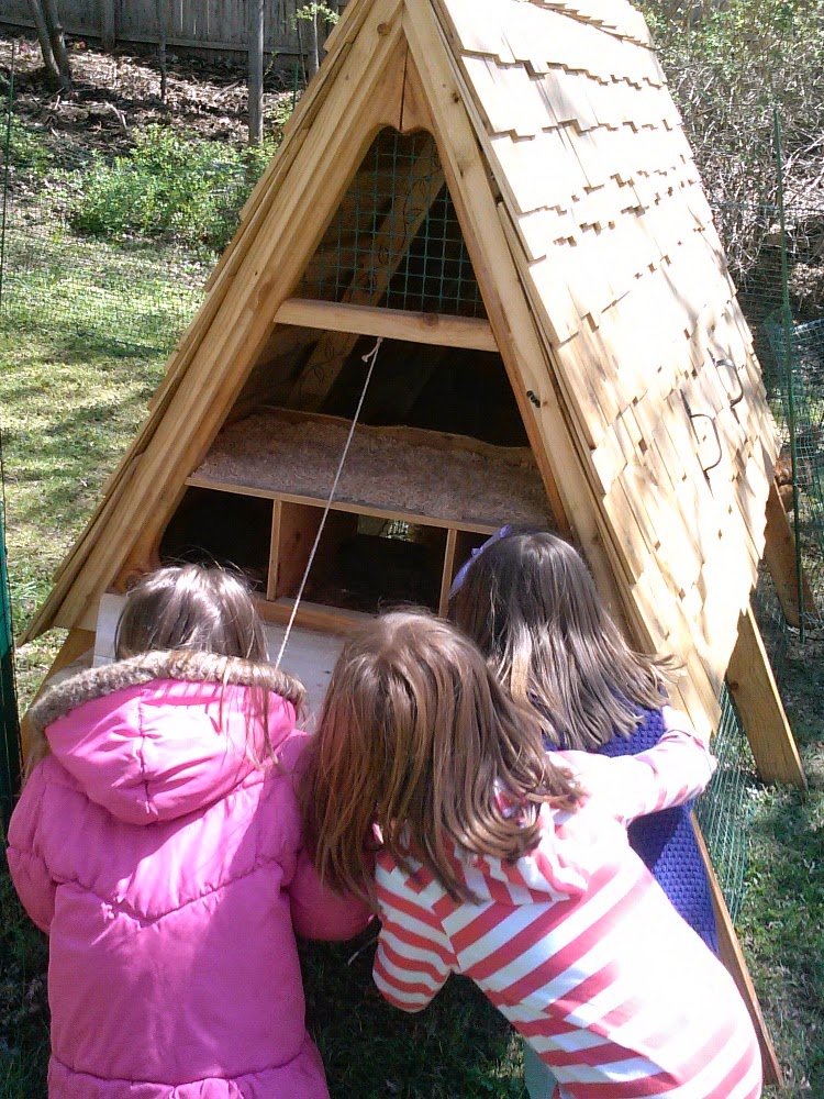 Free chicken ark plans uk - ChickLook