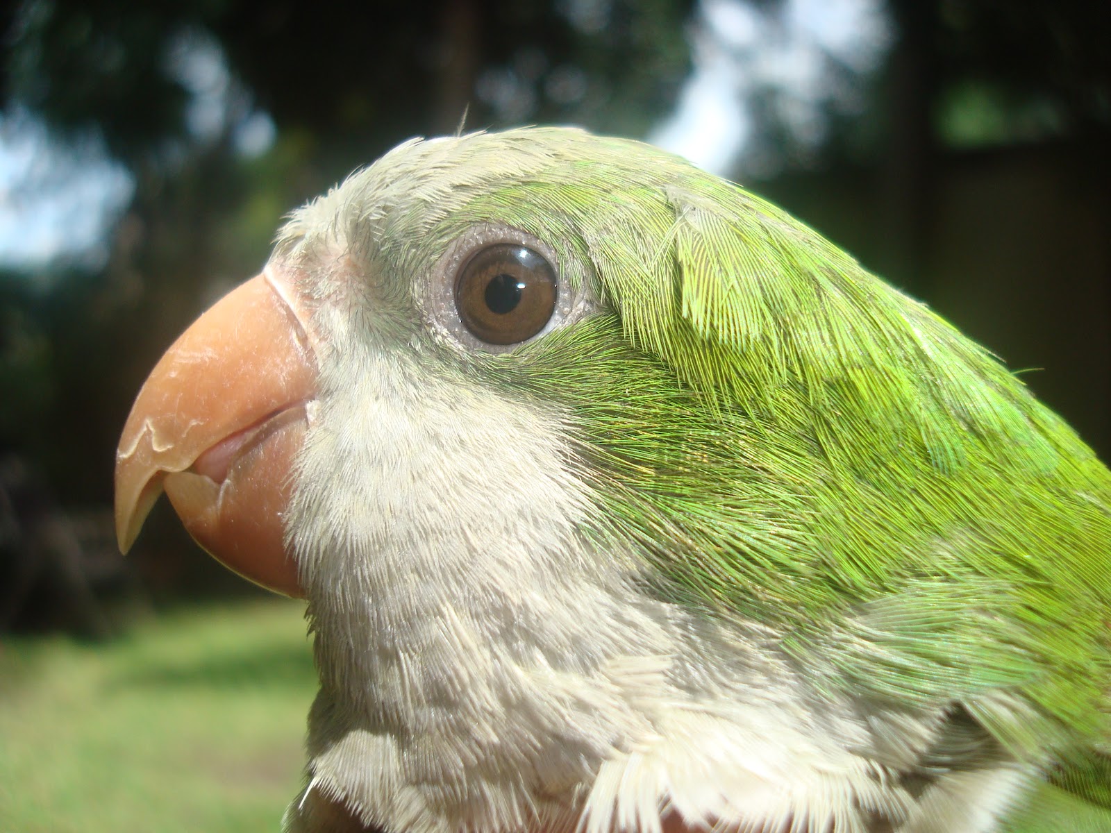 sancarlosfortin: perico argentino y uruguayo hembra con belleza o ...