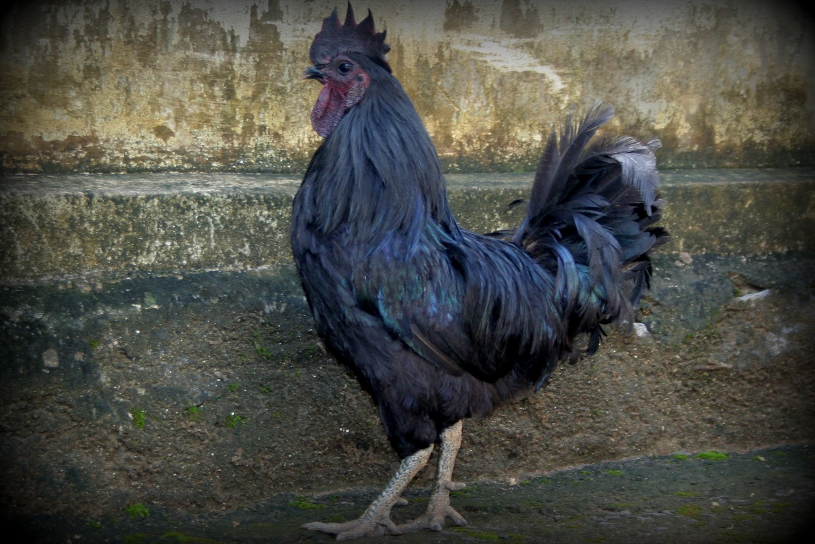 KADAKNATH CHICKEN (Jet Black) | കിളിക്കൂട്