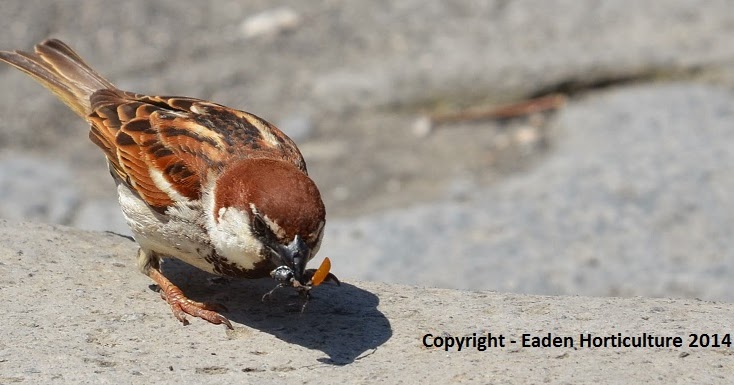 INSECT EATING BIRDS |The Garden of Eaden