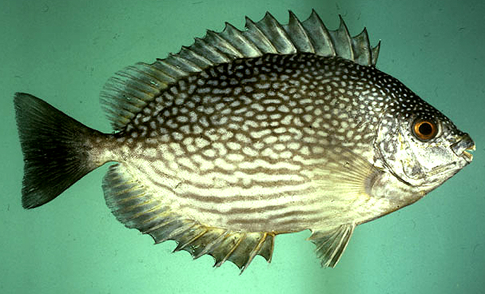 Ikan Baronang (Siganus sp) - Biota Dunia Perairan