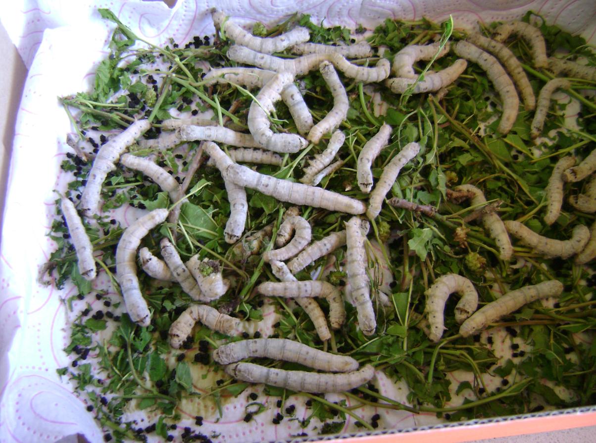 Para ir empezando.: Primeiro casulo.