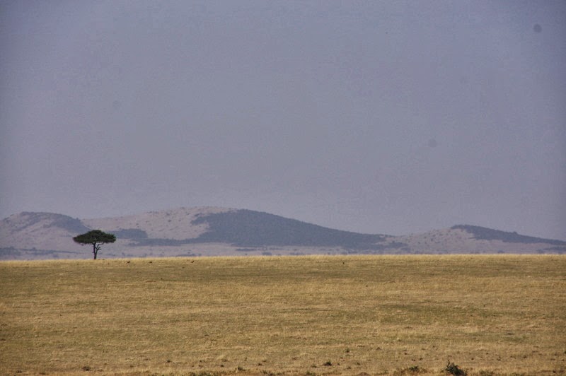 Familjen Fredriksson, när vi två blir tre....: Masai mara, Kiambethu ...