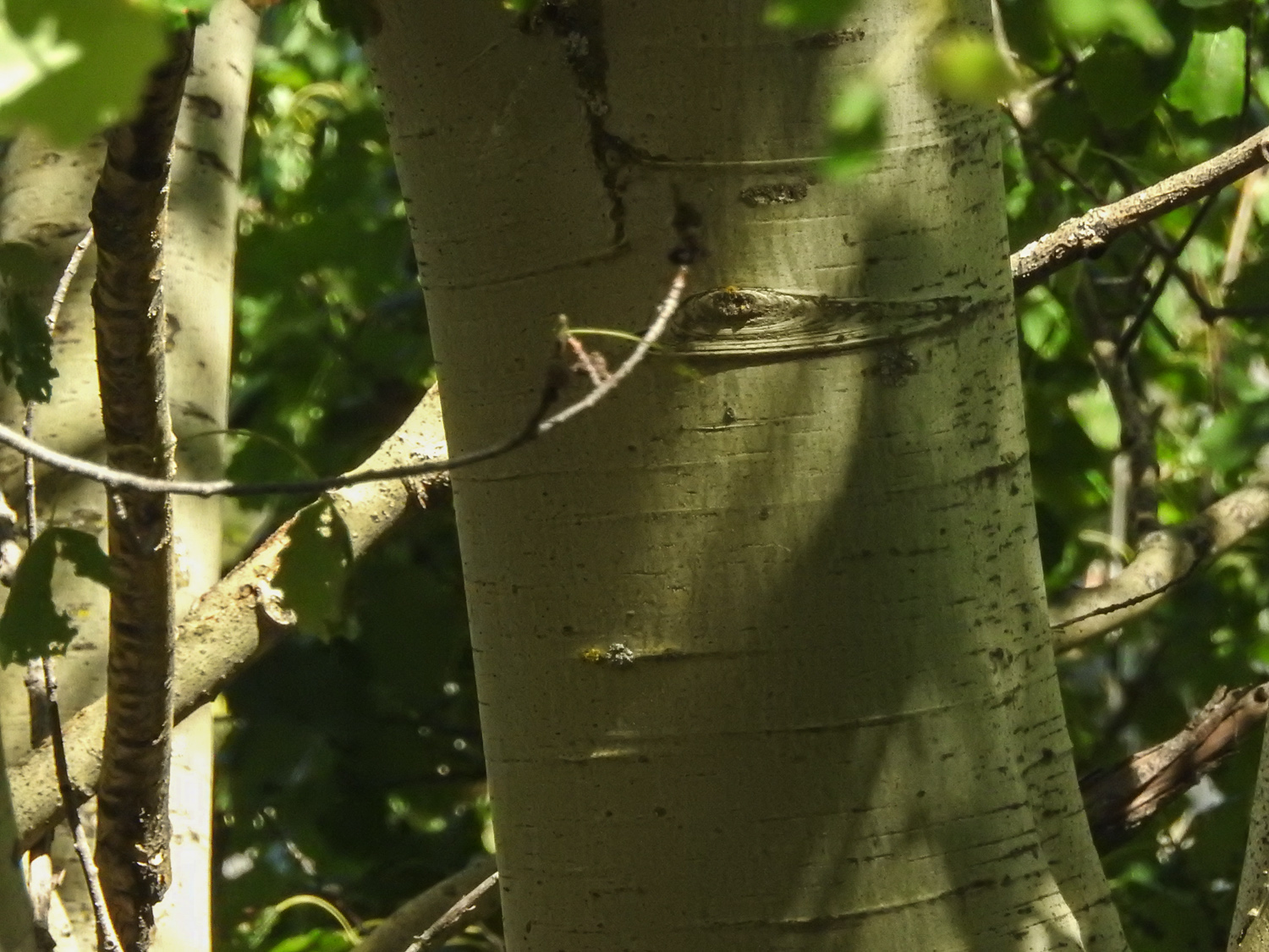 Paseos por la naturaleza: Populus tremula Alamo temblón