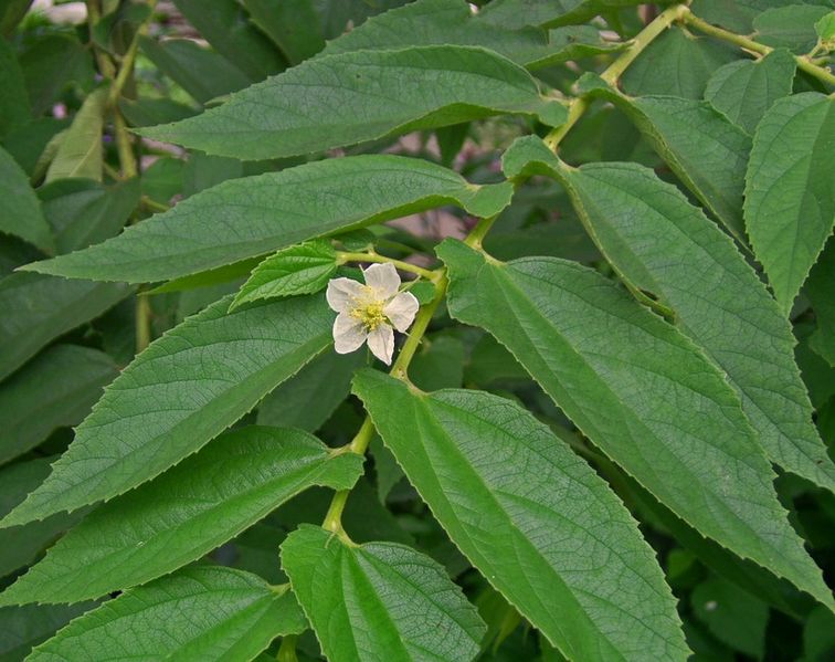 Alam Mengembang Jadi Guru: Talok atau Kersen, Buah dengan Banyak Nama ...