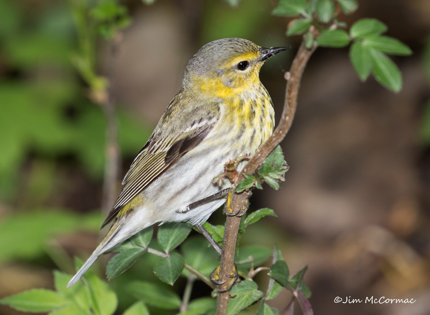 Ohio Birds and Biodiversity: Cape May Warblers, and the Friends of ...