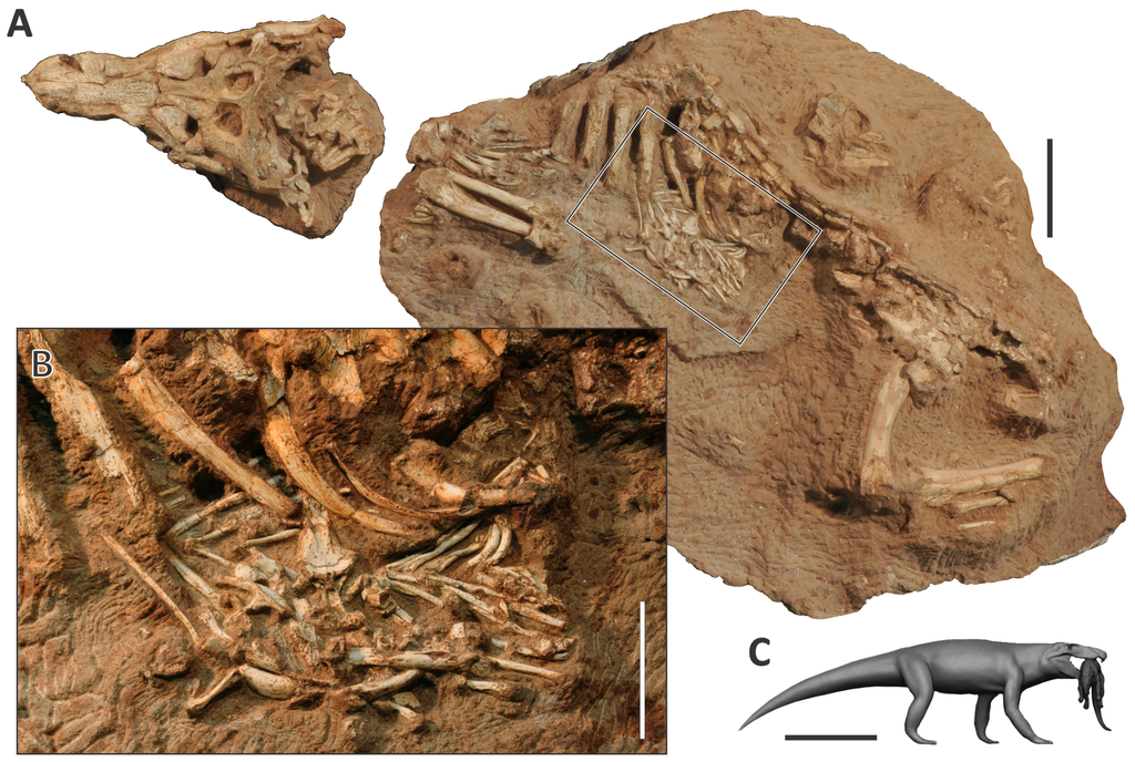Species New to Science: [Paleontology • 2014] Aplestosuchus sordidus ...