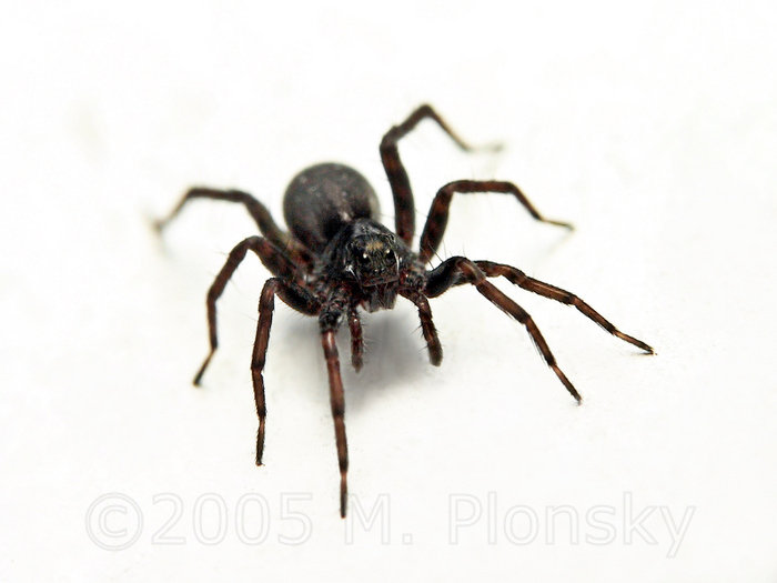 All photos gallery: Black spider, big black spider, black jumping spider