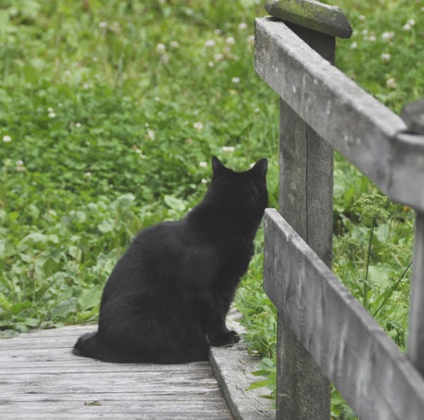 Mickey's Musings: Typical Cat Behaviour