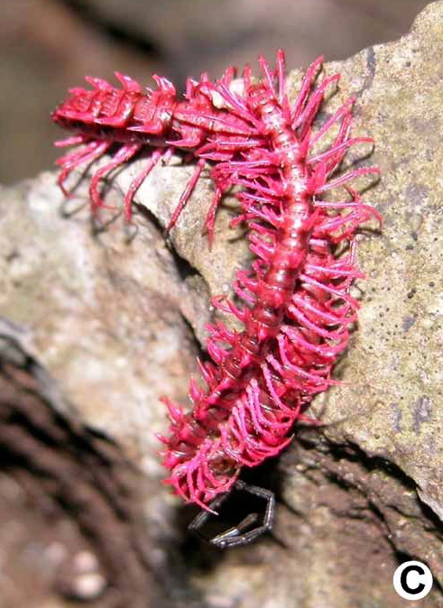 Species New to Science: [Invertebrate • 2008] shocking pink dragon ...