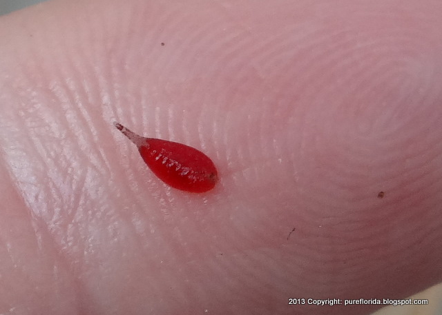 Baby Leeches In Water