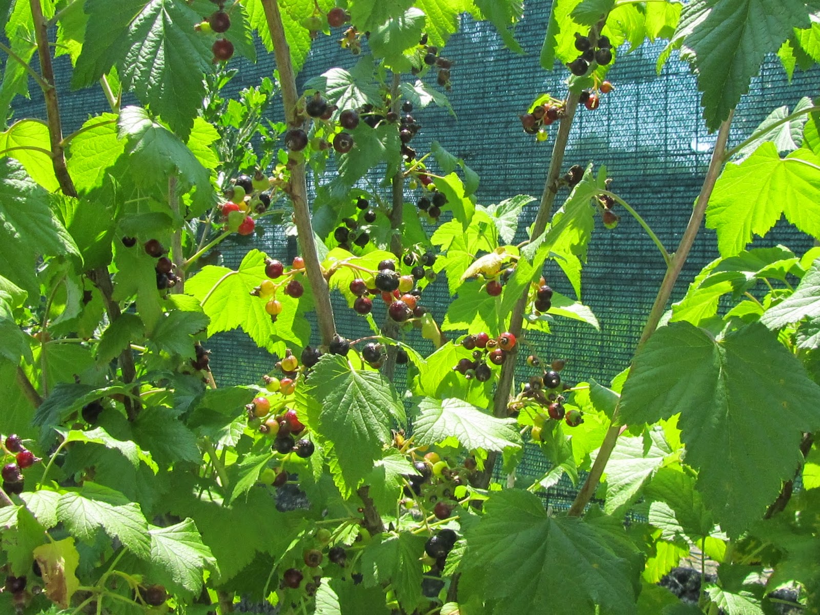 Come Coltivare il Ribes Nero (Ribes nigrum) | Il Gusto Della Natura