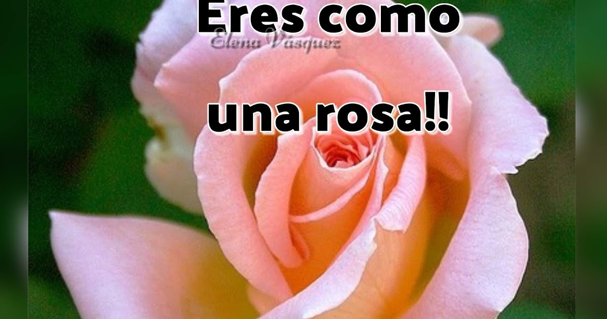 La luna en tus ojos: ERES COMO UNA ROSA