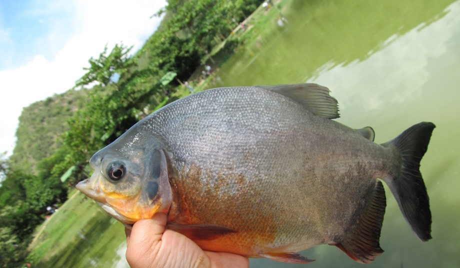 Cachama para la Carlos Sanda: Morfología