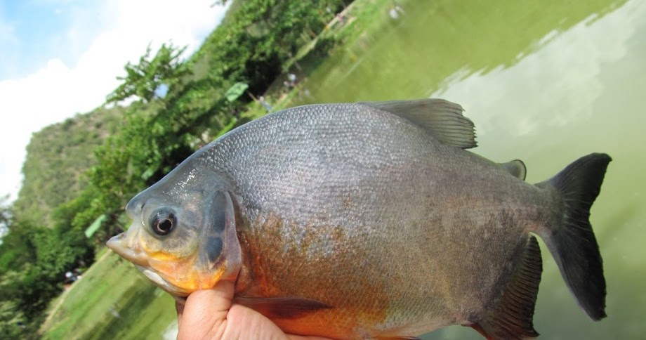 Cachama para la Carlos Sanda: Morfología