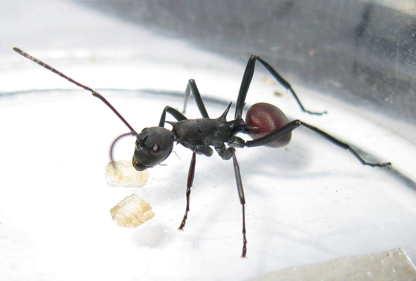 Photos and Info on Ants and Termites of Malaysia: Polyrhachis sp