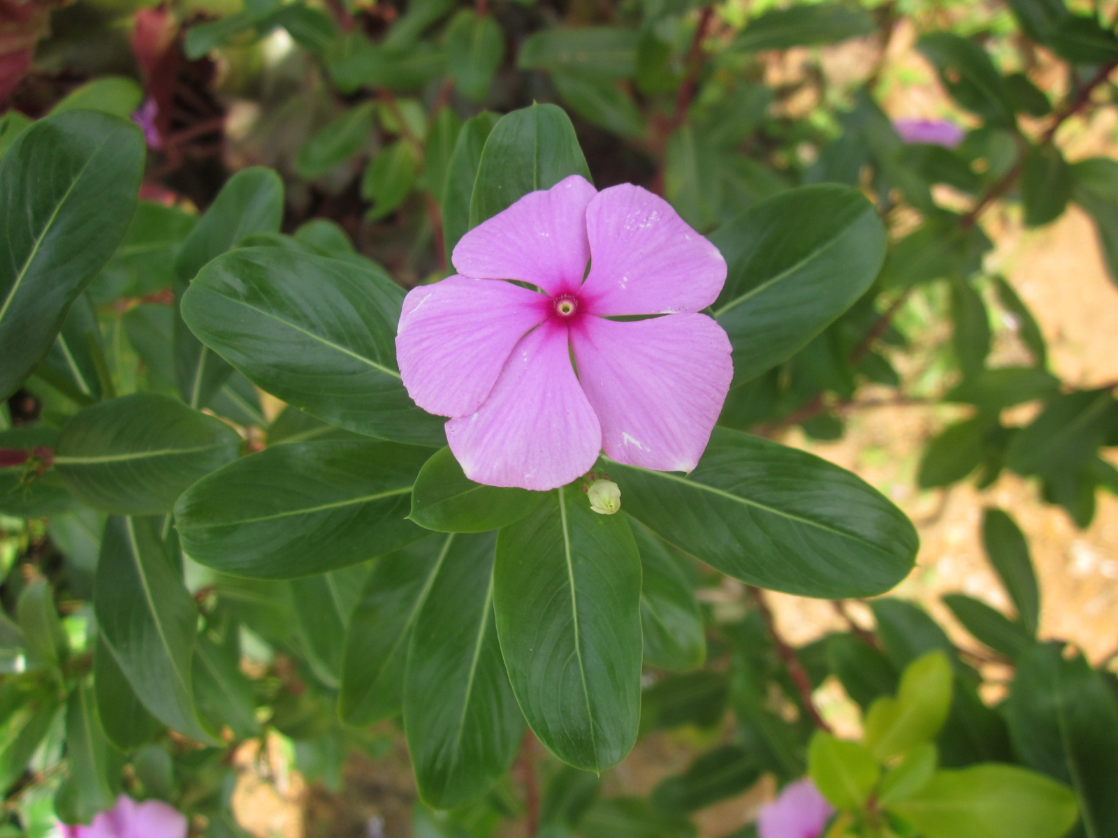 Shavam Nari Poo (Vinca) | KERALA NATURE AND AYURVEDA