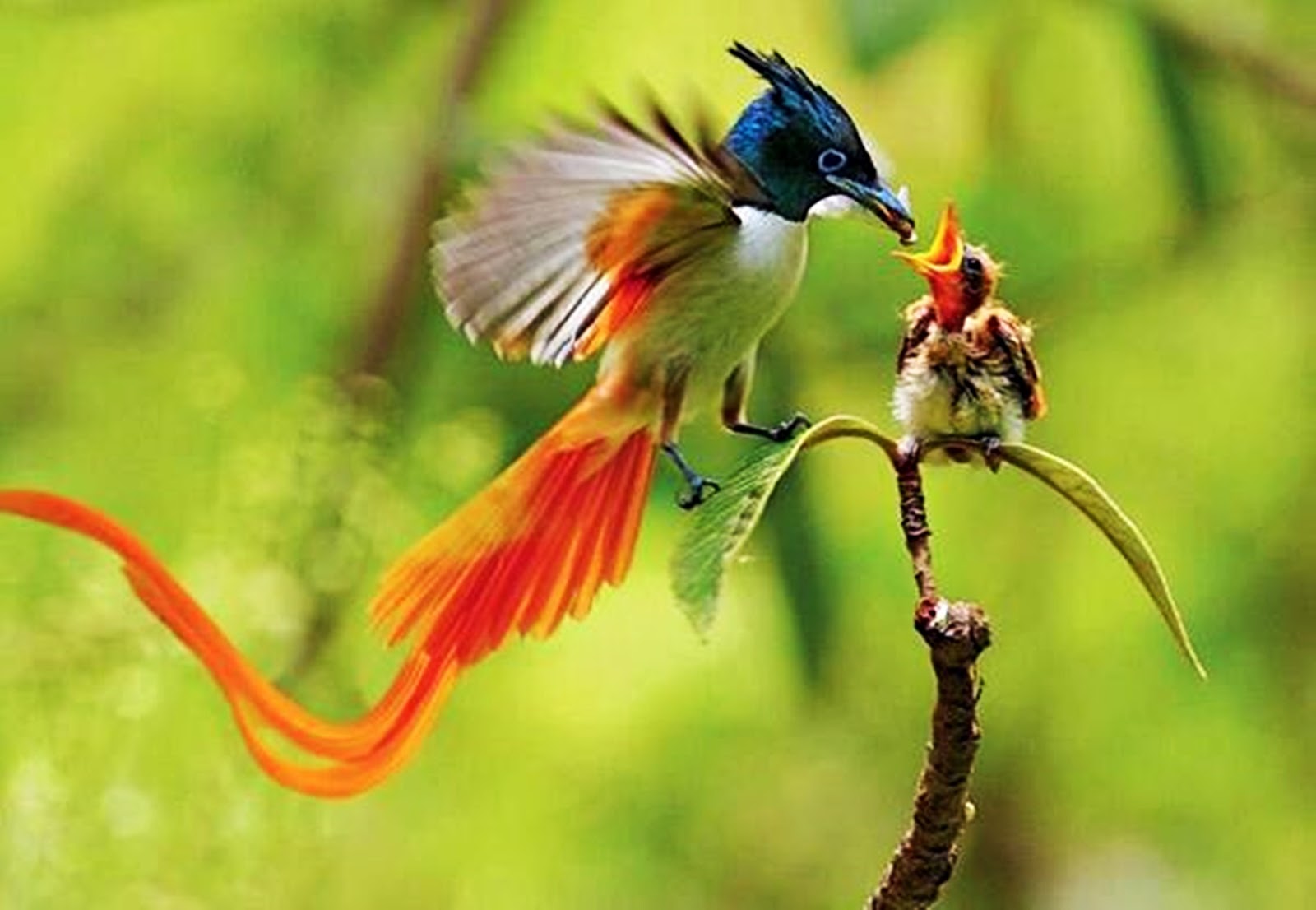 📡 DISCOVER THE WORLD SHOW: FRUMOASELE PĂSĂRI ALE PARADISULUI