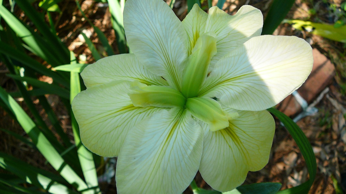 World of Irises: Louisiana Iris Names - Where did the hybridizer find ...