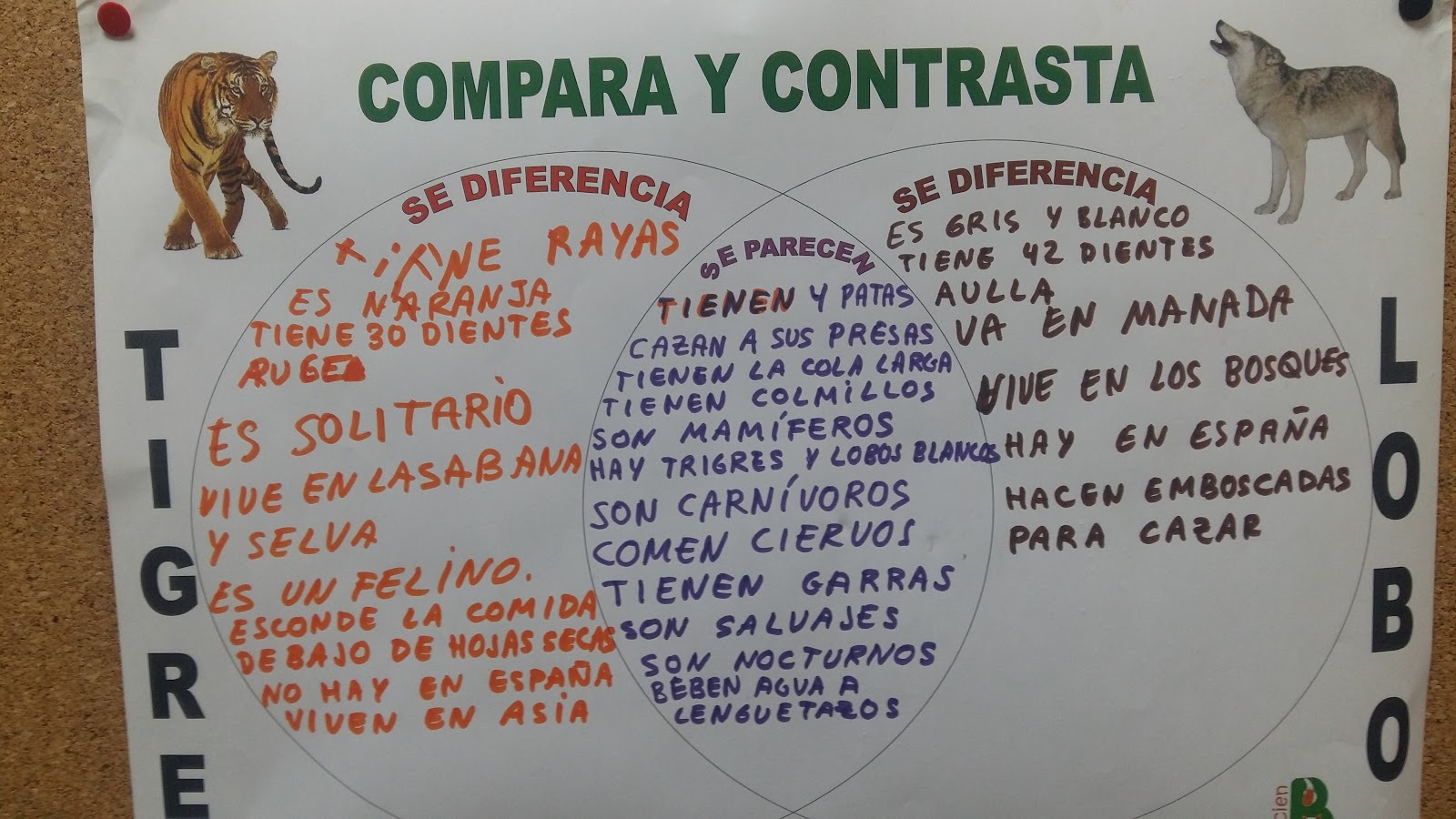 CLASE DE MARI CARMEN: PROYECTO EL TIGRE