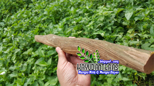 Koleksi Teras Kayu dan Batu: ::Koleksi Rare :: Teras Rotan Semambu