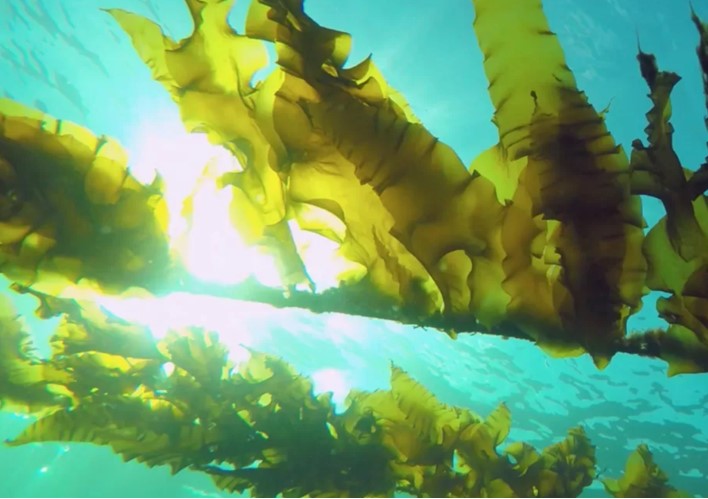 Oceanium raises 2.3 M€ to scale-up its seaweed biorefinery platform