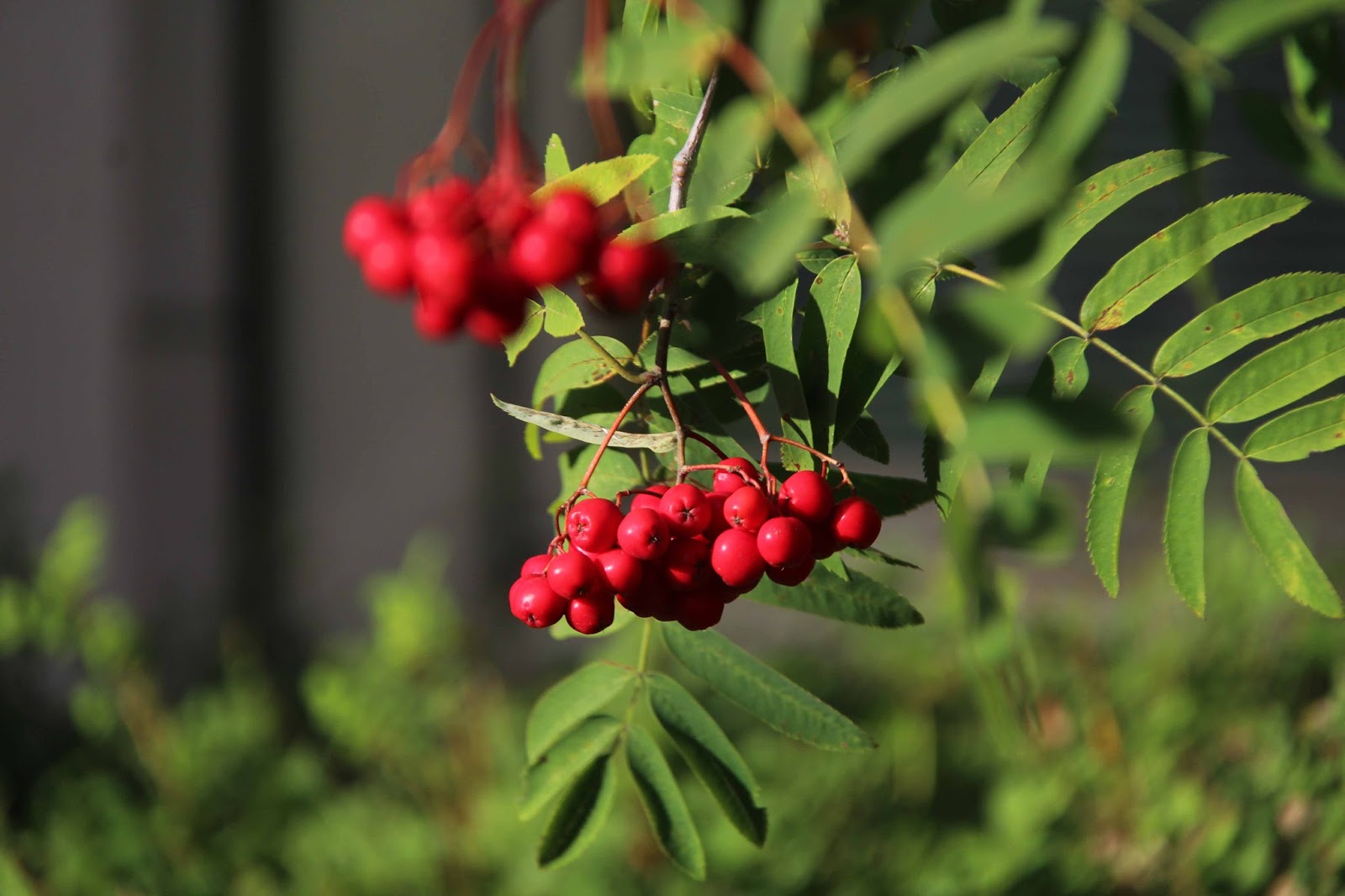 Green colors still in Helsinki - soon we'll have fall colors