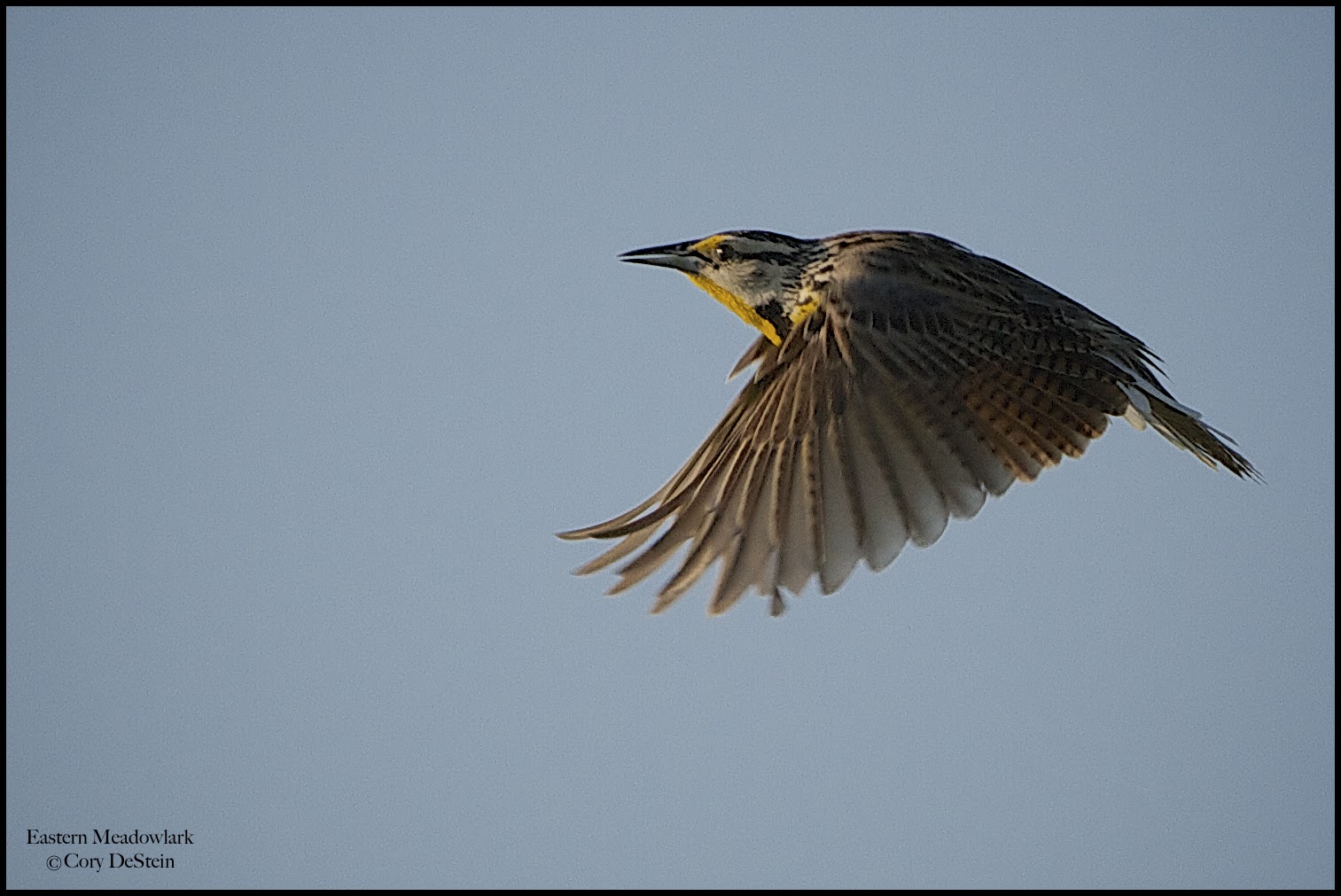 Boom Chachalaca: BOOM....Grassland Birds