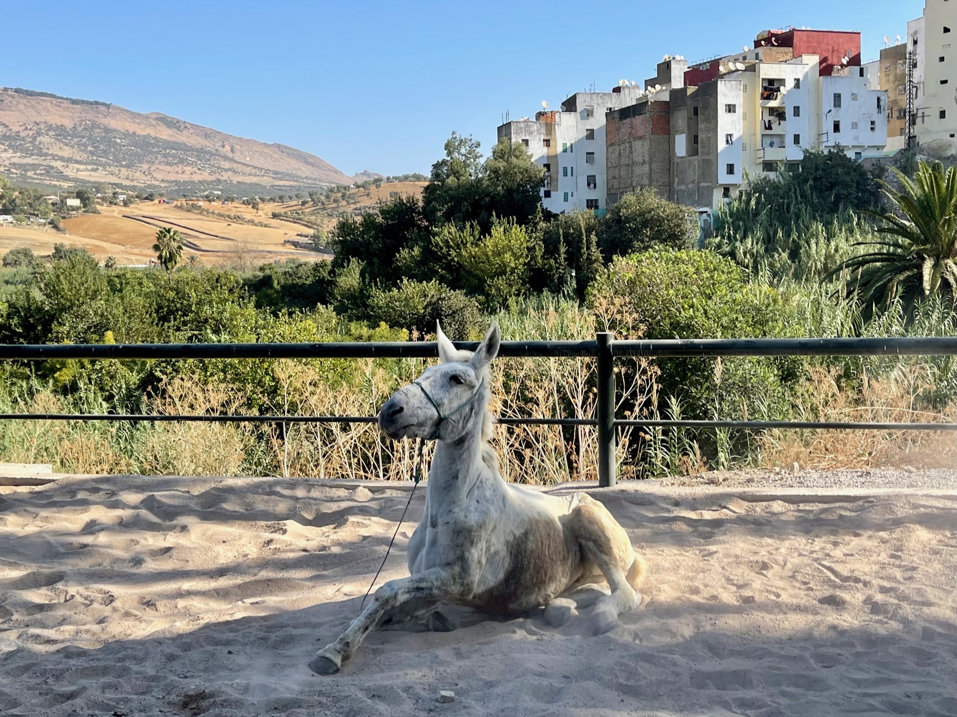 THE VIEW FROM FEZ: New Home for Medina Mules