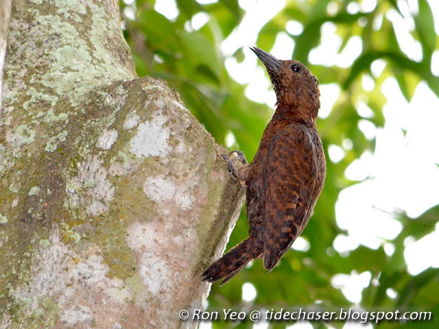 tHE tiDE cHAsER: Barbets & Woodpeckers (phylum Chordata: Order ...