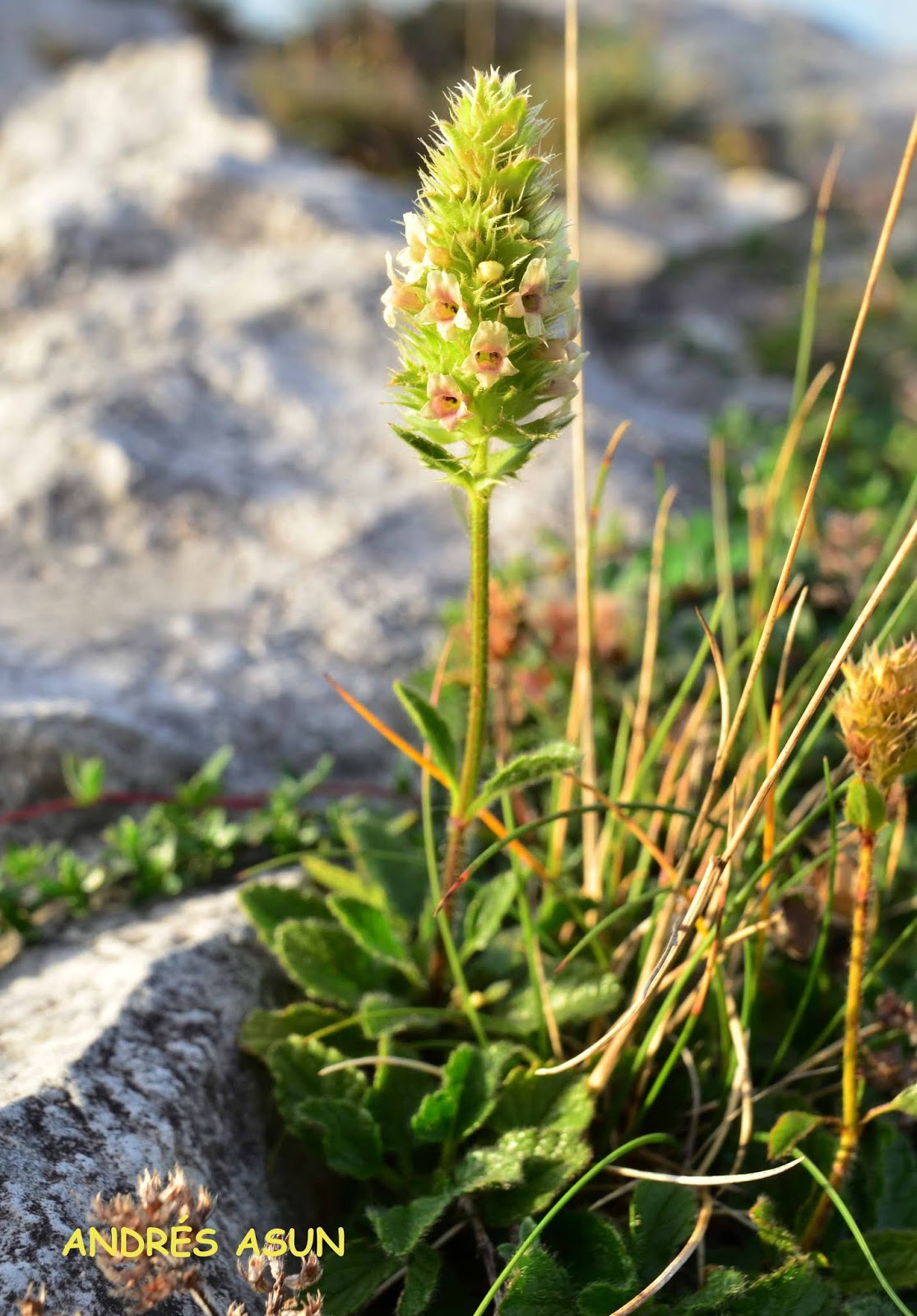 Flores silvestres de la Cordillera Cantábrica: LABIADAS - Labiatae