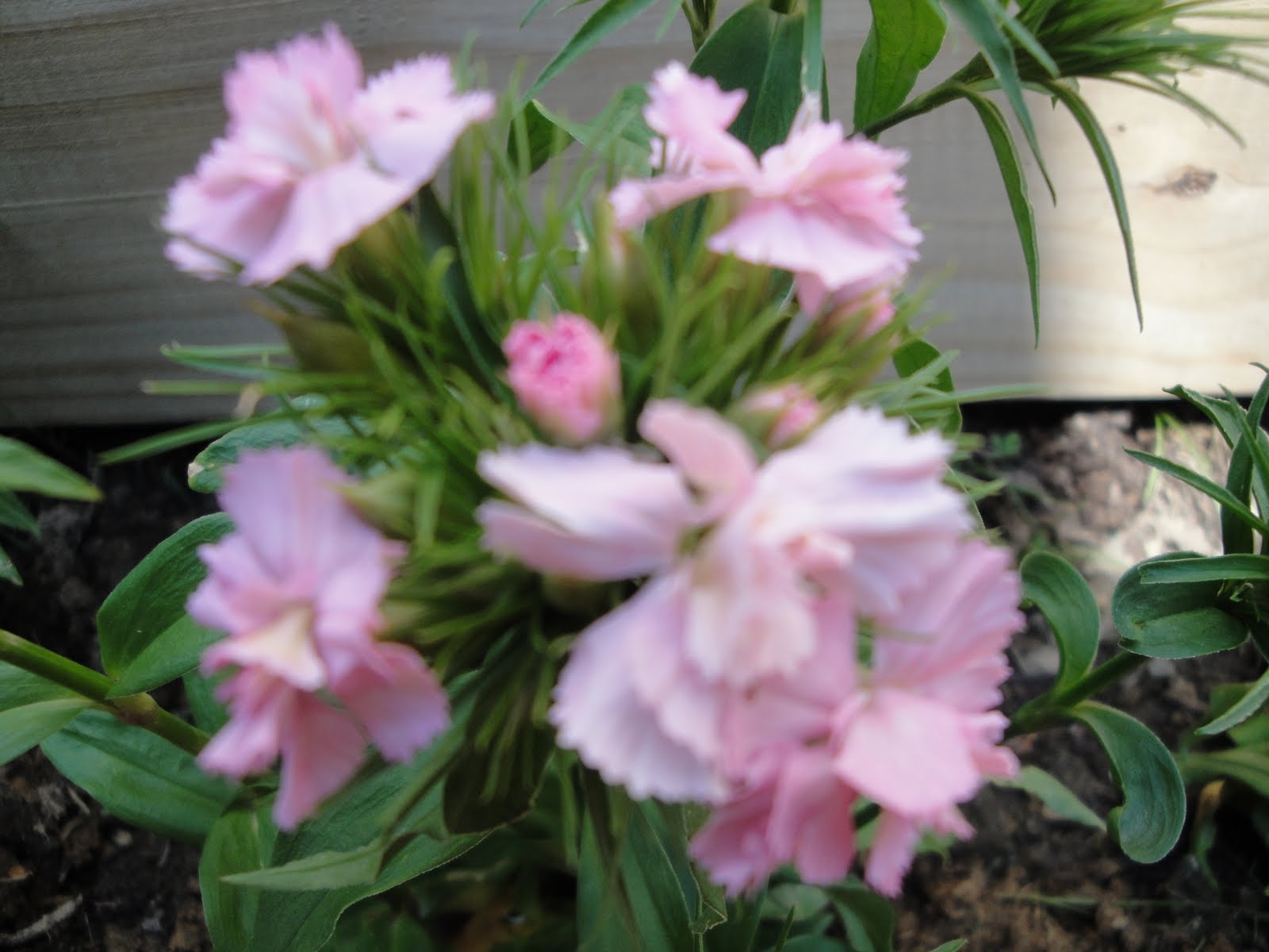 Obstacles and Glories: Dianthus