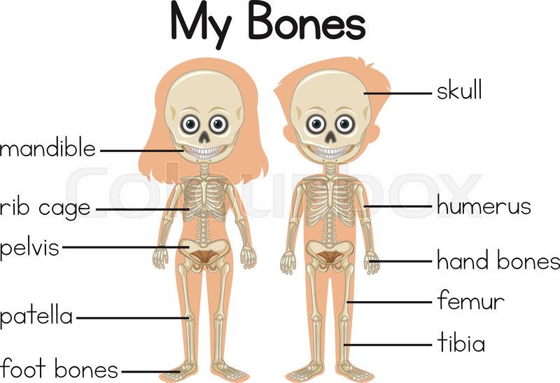 NATURAL SCIENCE: THE HUMAN BODY