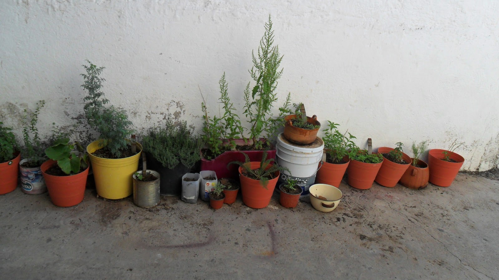 Zona Zira: ¡Flores, plantas y macetas!