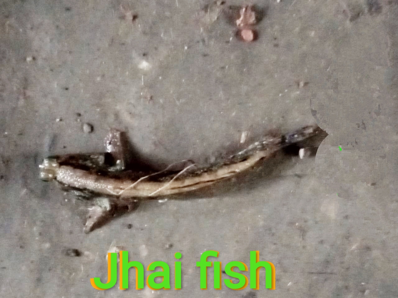 Fish of Sundarbans - Sundarbans National Forest of West Bengal in India