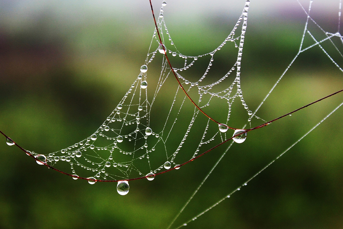 Ensaio: “Gotas de Orvalho”, de Renato Marcelo ~ Resumo Fotográfico