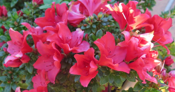 RODODENDROS Y AZALEAS (Rhododendron spp) EN EL JARDÍN
