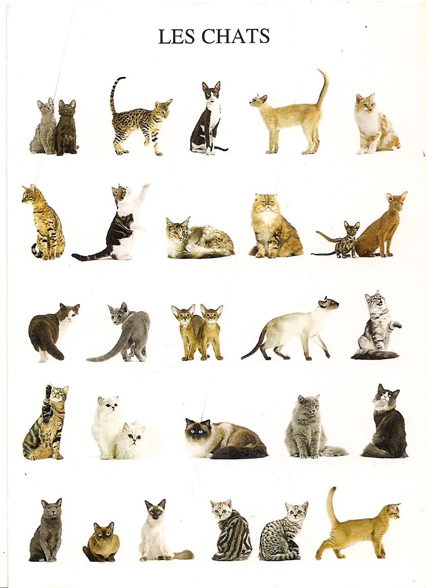 postcards2lufra: Les Chats